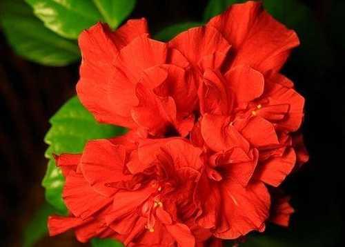 Гибискус (китайская роза) красный махровый