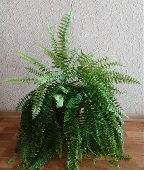 Папоротник вариегатный Tiger Fern