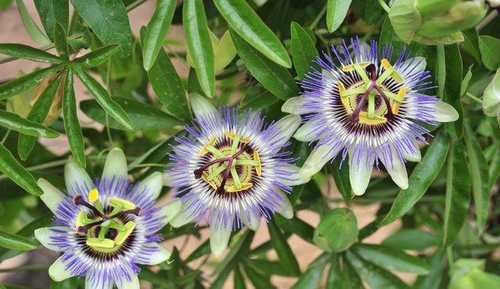 Пассифлора голубая