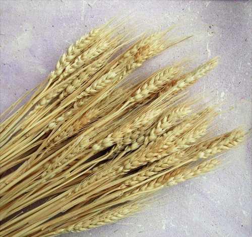Пшеница сухоцвет