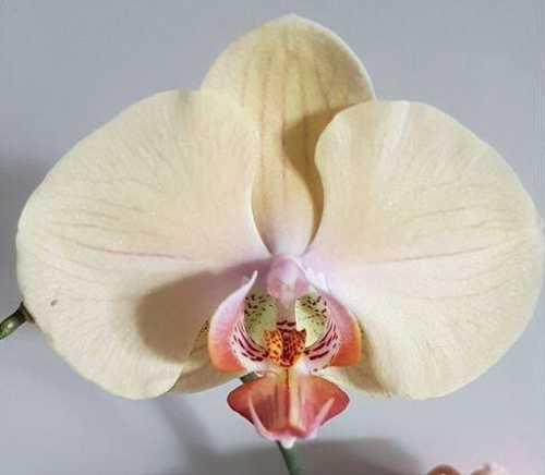Орхидея Venus или Леди Мармелад
