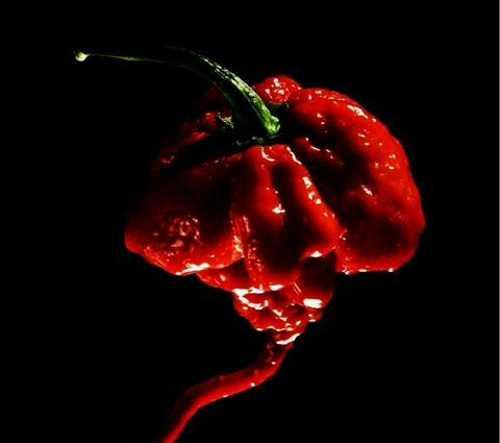 Carolina Reaper - Каролинский жнец (2.200.000 SHU)