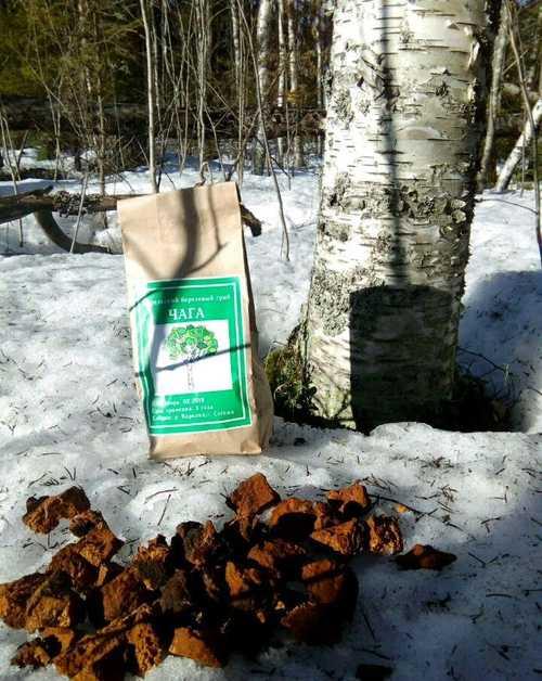 Чага. Чага лечебная эффект - 2 месяца