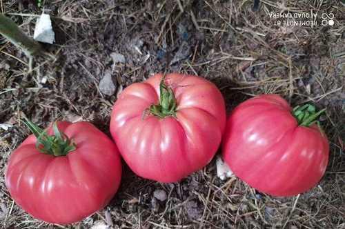 Коллекционные сорта томатов, перцев сладких и остр