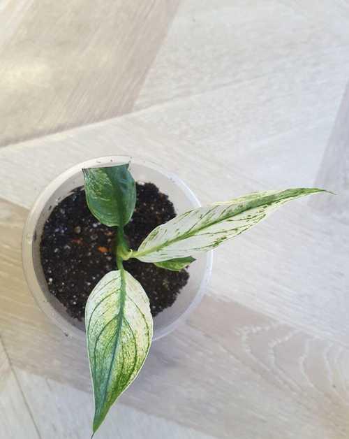 Спатифиллум вариегатный (Spathiphyllum New One)