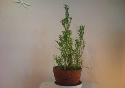 Комнатное растение - Хатиора