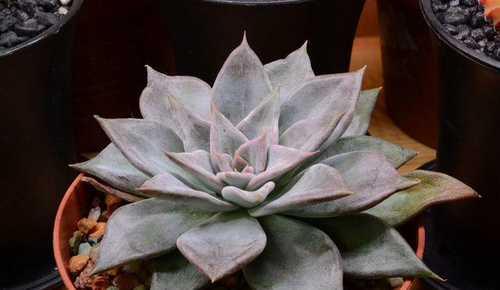 Echeveria Silver Queen (Эхеверия) (SCT28301)