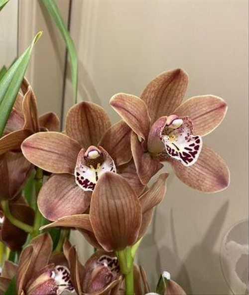 Цимбидиум цветущий орхидея