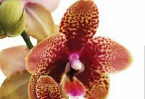 Орхидея фаленопсис Кокодоро, подросток