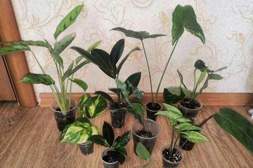 Набор из 10 растений : филодендроны, кротон, калат
