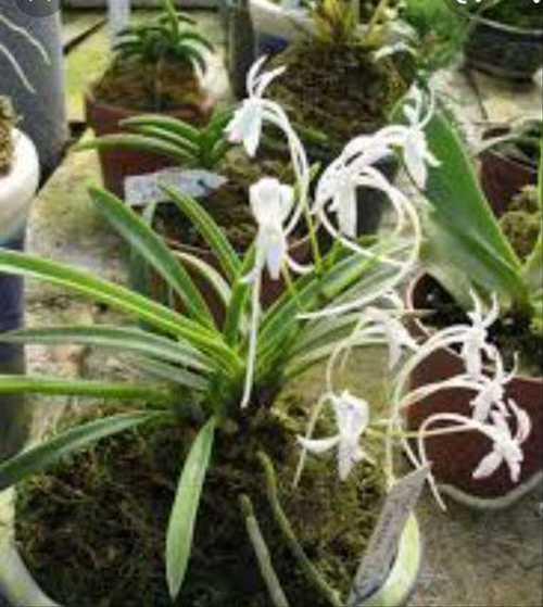 Орхидея Neofinetia Falcata Furan