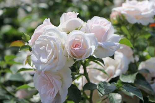 Саженцы розы Аспирин Роуз (зкс)