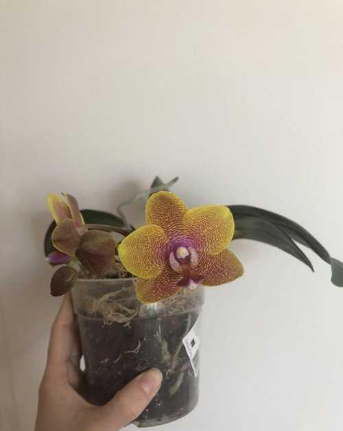 Орхидея phalaenopsis sogo lawrence
