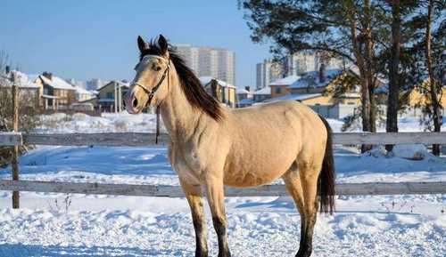 Свежий лошадиный навоз