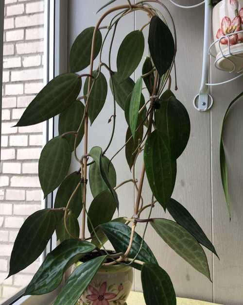 Hoya macrophylla (Хойя макрофилла)