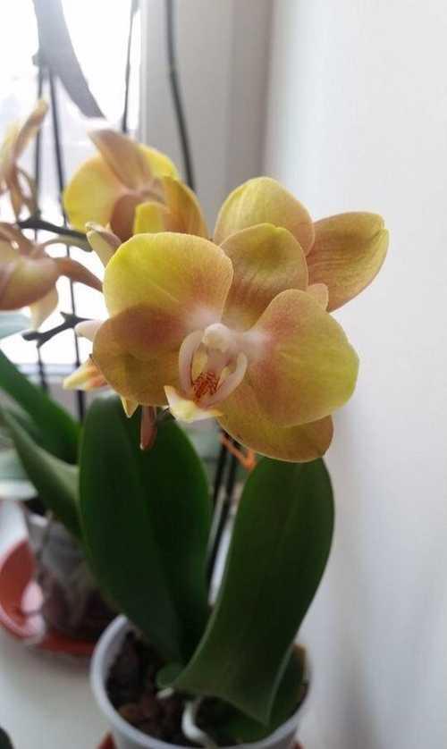 Орхидея Phalaenopsis Las Vegas (цветет)