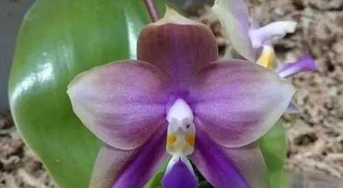 Орхидея фаленопсис Mituo Blue Bear ' Mituo # 1