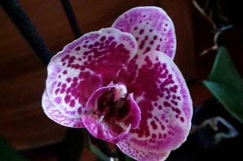 Орхидея фаленопсис сорт отцвела