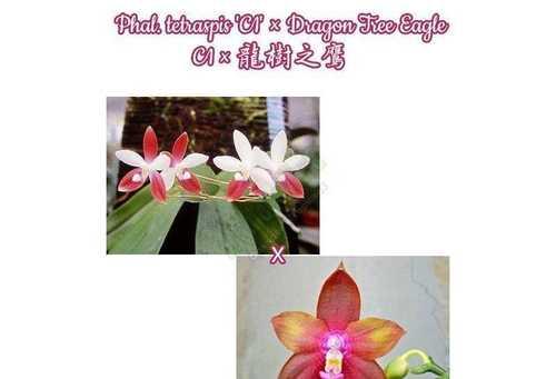 Орхидея фаленопсис tetraspis C1x Dragon Tree Eagle