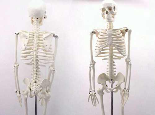 Скелет конечностей