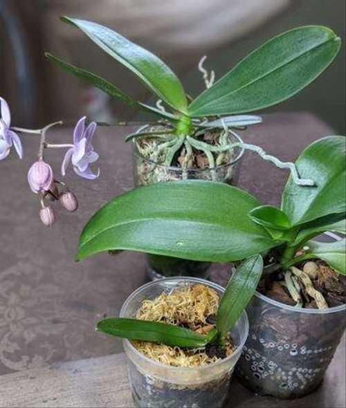 Орхидеи, сортовые мини фаленопсисы
