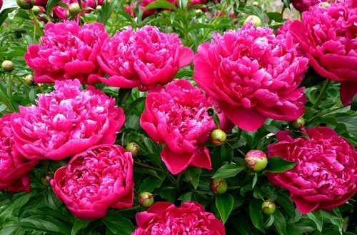 Саженцы пионов