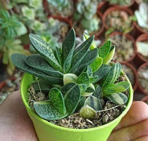 Гастерия (Gasteria Verrucosa variegata)