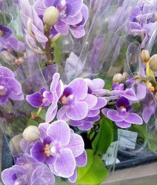 Орхидея Фаленопсис фиолетовый