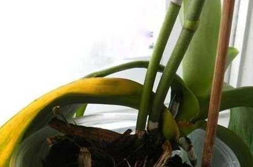 Орхидея фаленопсис, дендробиум