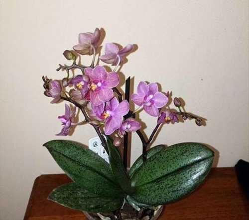 Орхидея парфюмерная фабрика фото и названия