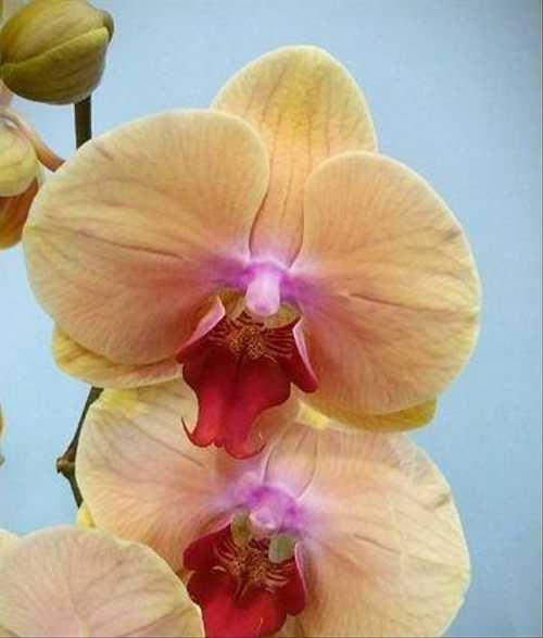 Орхидея фаленопсис Карибская Мечта
