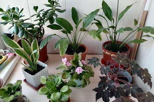 Домашние растения