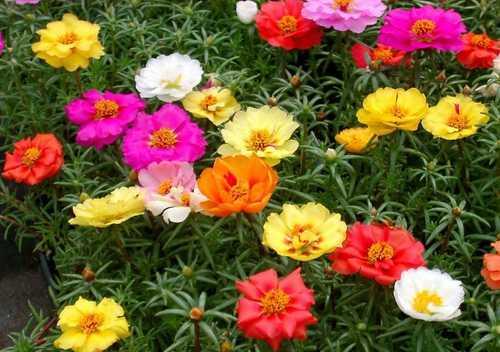 Цветы,кусты