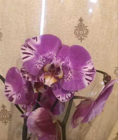 Орхидея фаленопсис викторио