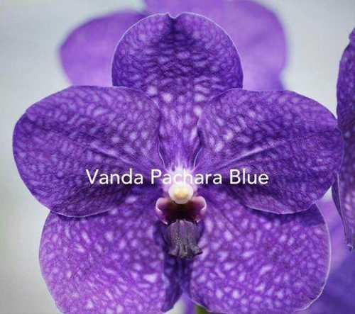 Vanda Pachara Blue