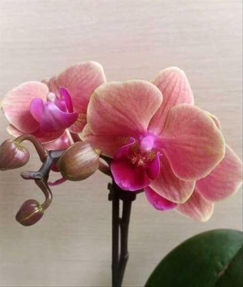 Орхидея фаленопсис Caribbean Dream