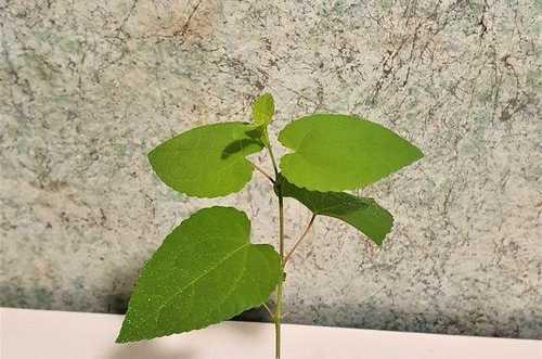 Растение Багряник японский Н20см