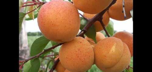 Саженцы абрикосов для Северо Запада