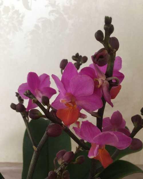 Орхидея фаленопсис Liu's Triprince 'Pink’