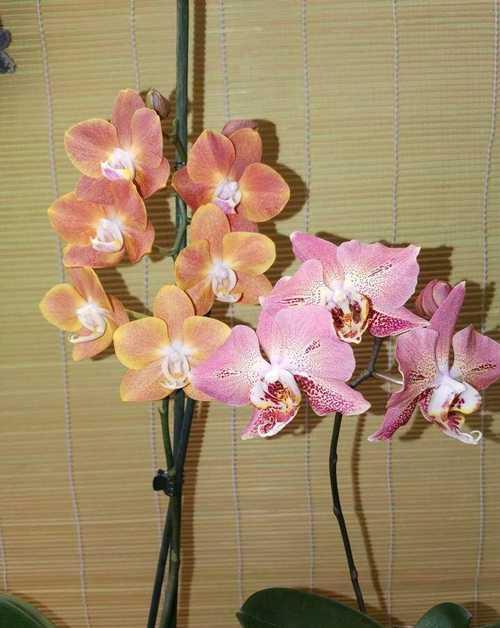 Орхидея Фаленопсис Leco fantastic
