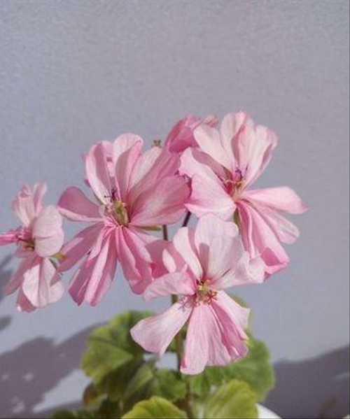 Пеларгония герань Occold Lagoon