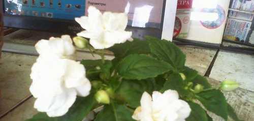 Бальзамин "Уоллера", "Новогвинейский цветущ. Н 20с
