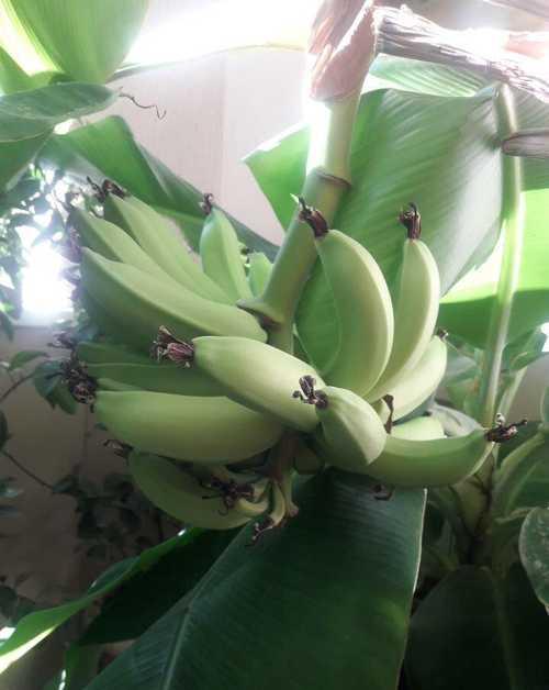 Банан плодоносящий комнатный