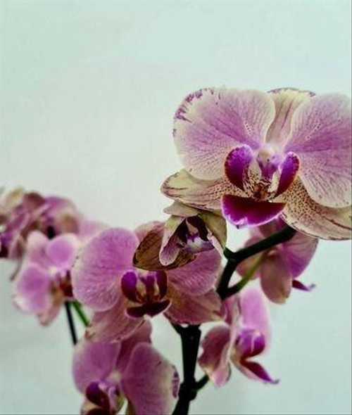 Орхидея фаленопсис pirate picotee