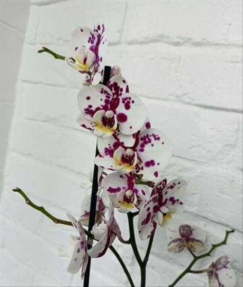 Орхидея фаленопсис Полька Дотс