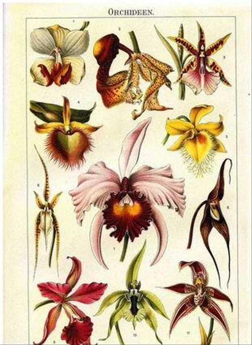 Гравюры. Литография. XIX век. Орхидеи. Германия