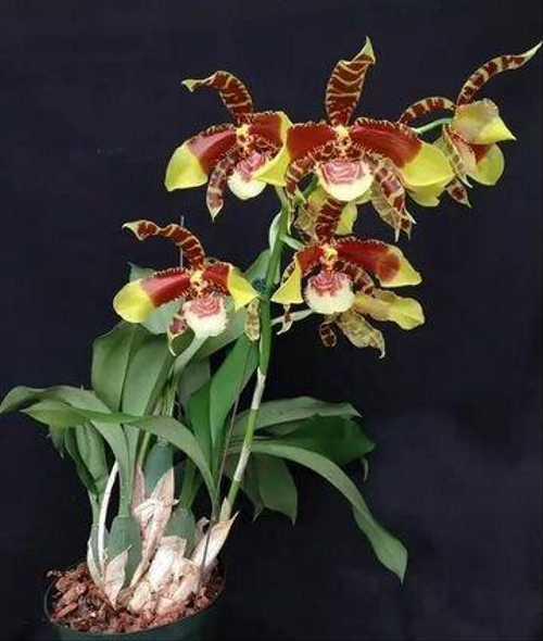 Орхидея Rossioglossum Rawdon Jester от Карге