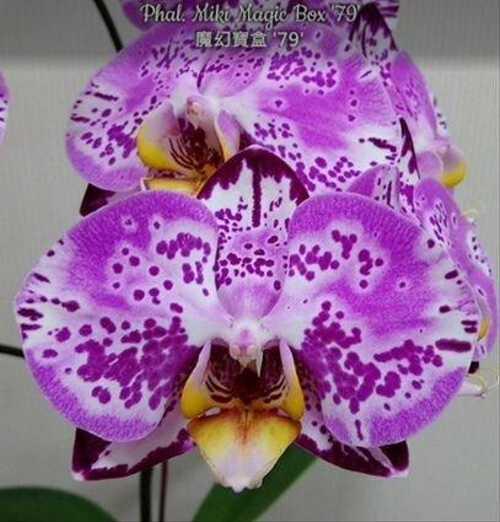 Орхидея Фаленопсис/113/Miki Magic Box,79