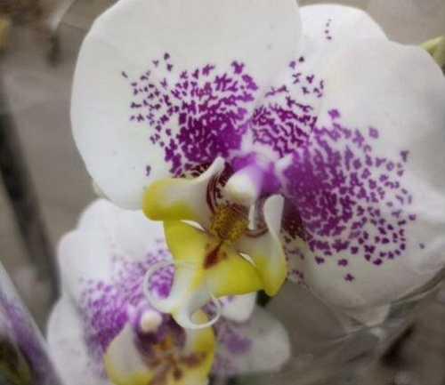 Орхидея фаленопсис тестовый гибрид
