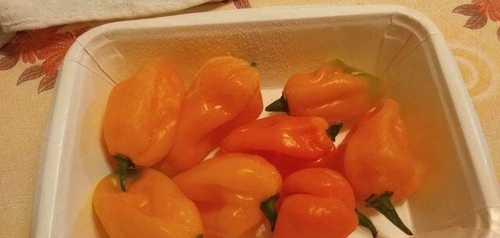 Семена острого перца Хабанеро оранжевый Habanero